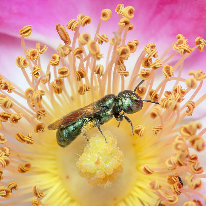 Wild Bees | Saint Joseph's University