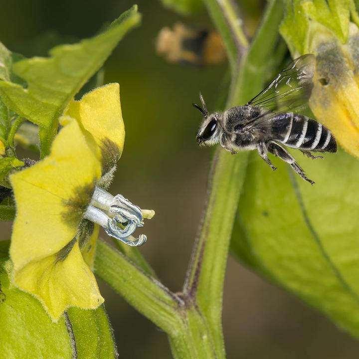 Wild Bees | Saint Joseph's University